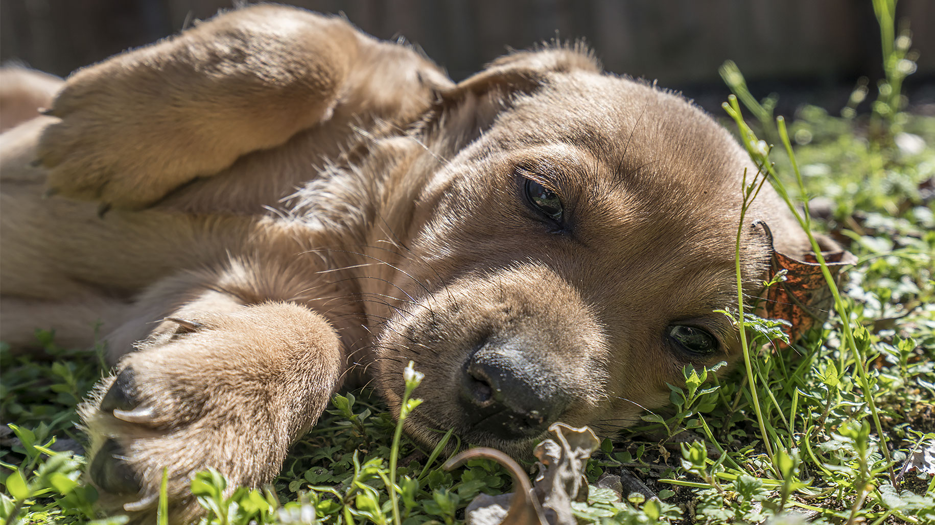 Alabama Paws Animal Rescue & Sanctuary – Serving the Pets and People of ...